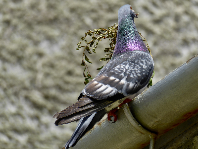 St Columb Minor is a village in Cornwall, UK | Celtic Glory